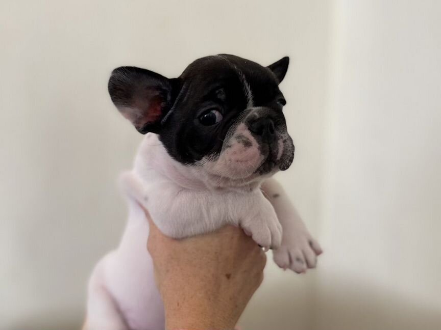 Французский бульдог щенки