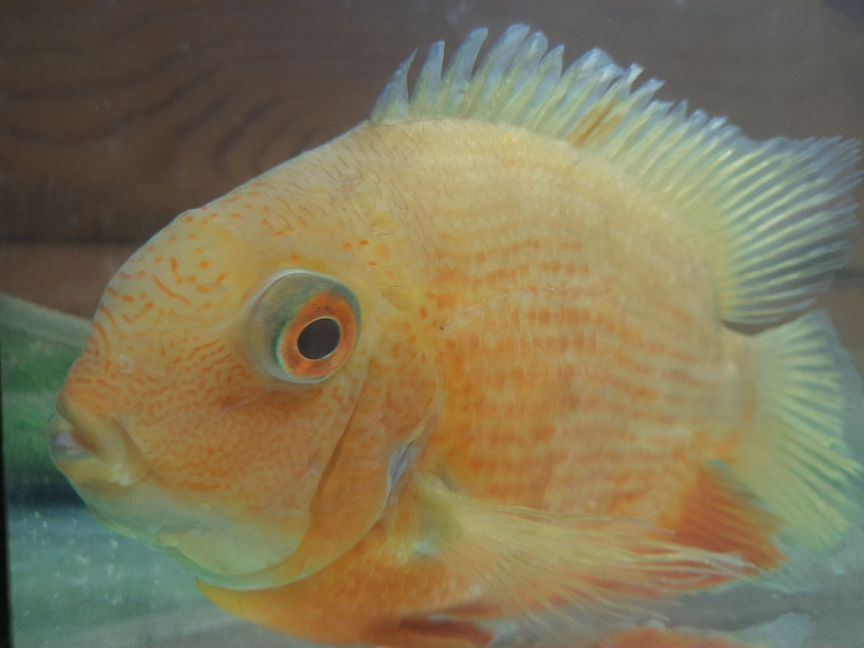 Северум красноточечный