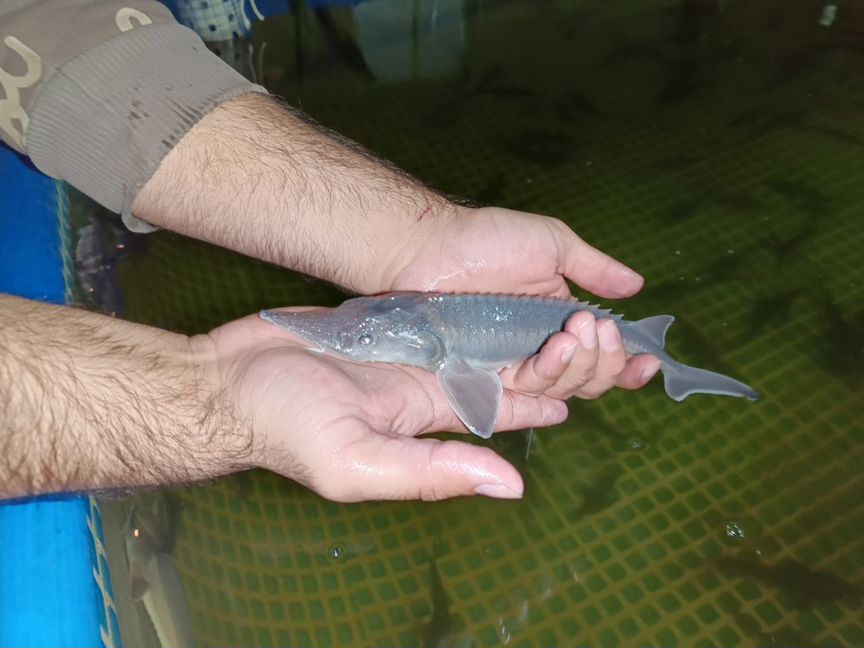 Мальки царь рыбы