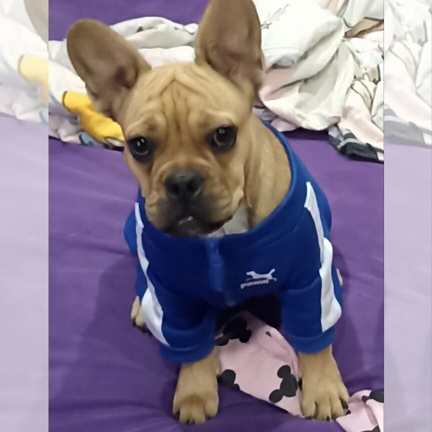 Французский бульдог