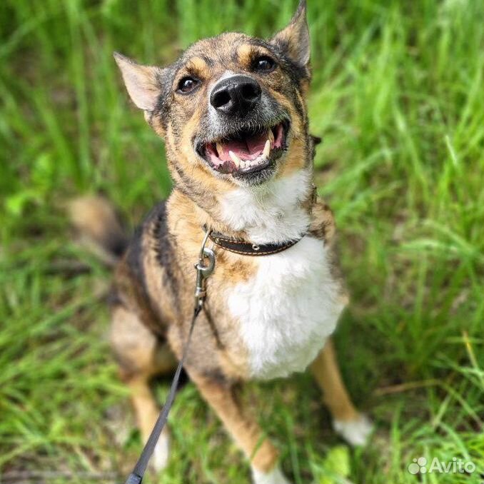 Маленький Бублик ищет дом