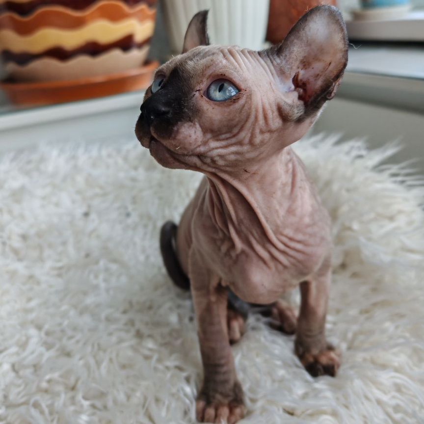 Эльф котёнок