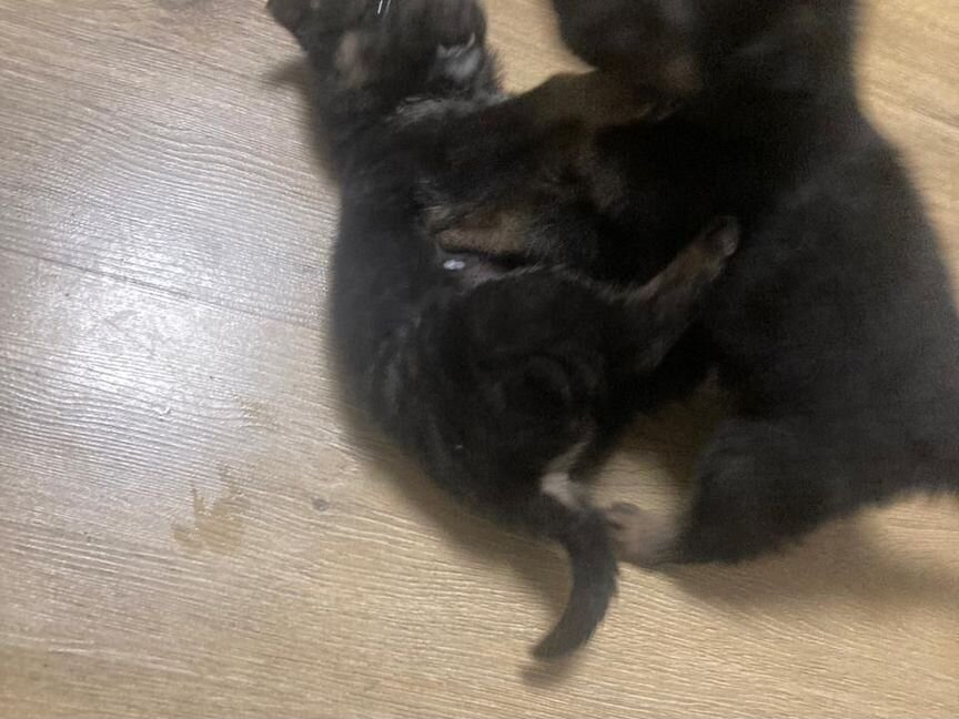 Немецкая овчарка