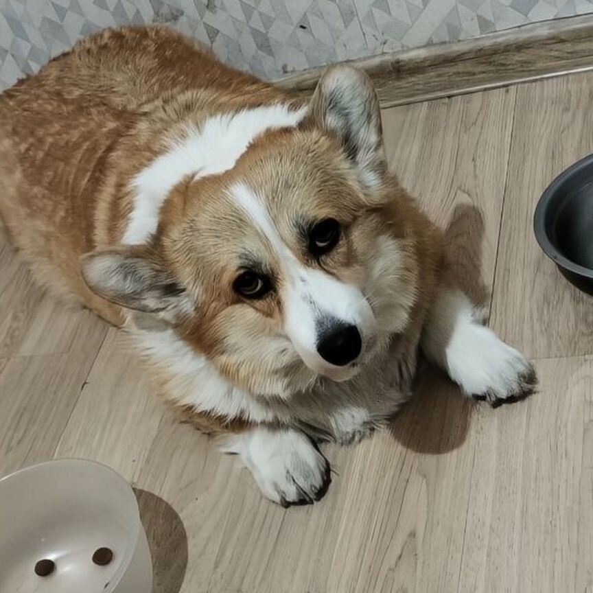 Вельш Корги Пемброк, взрослая собака