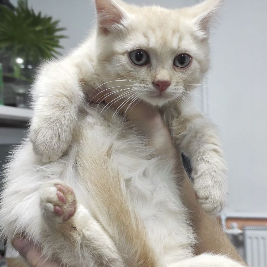 Котенок