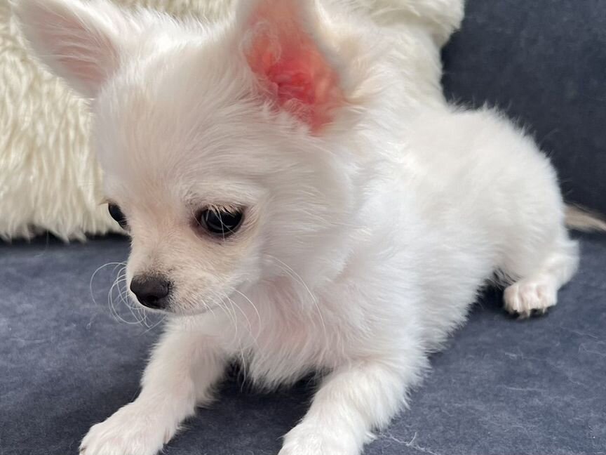 Белый одуванчик мальчик чихуахуа