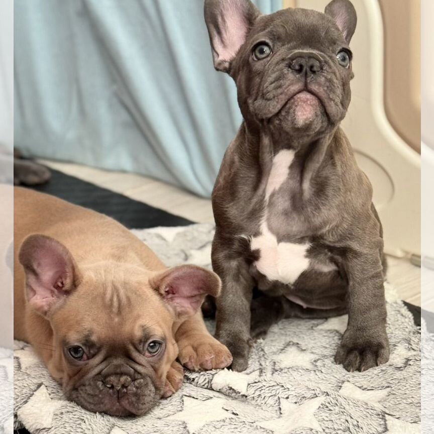 Французский бульдог, щенок