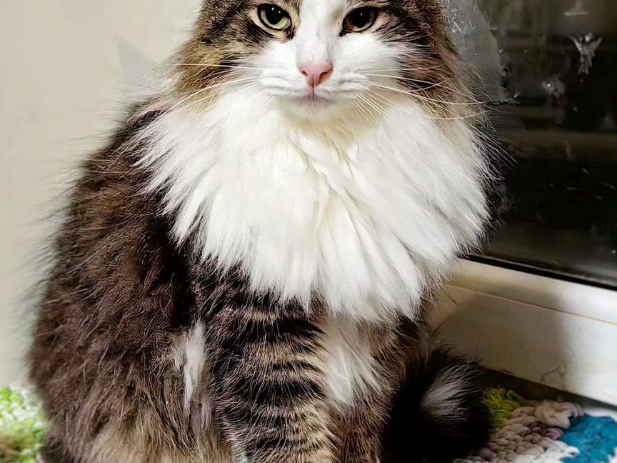 Кошка в дар