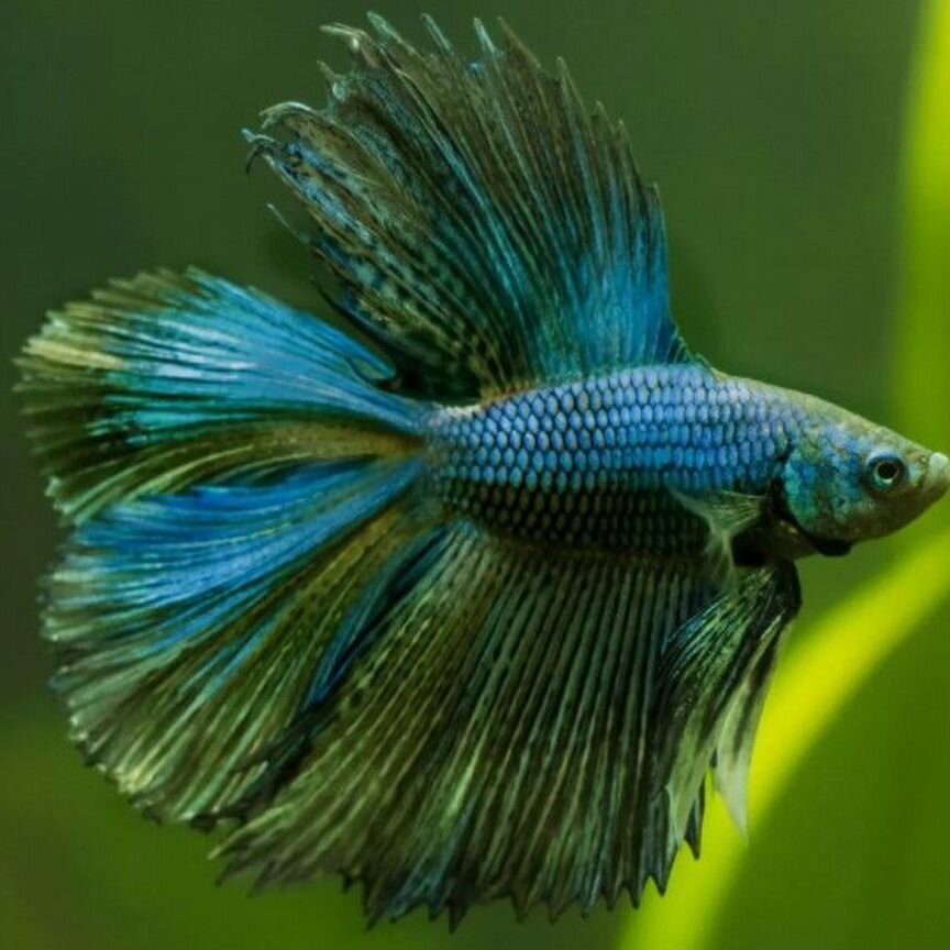Петушок двухвостый - Betta Double Tail
