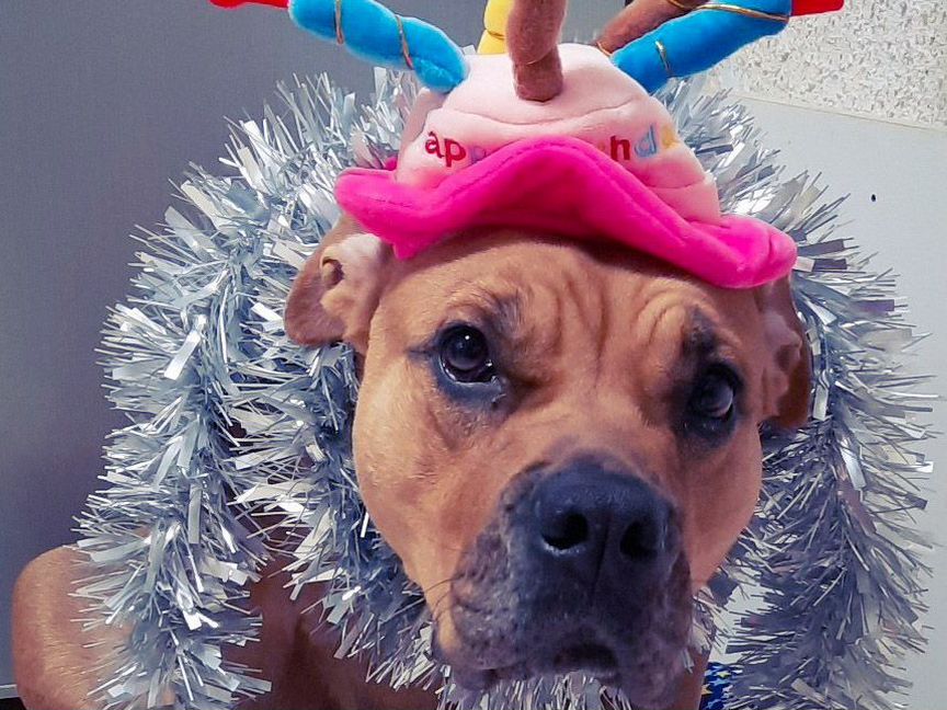 Щеночек Ка Де Бо