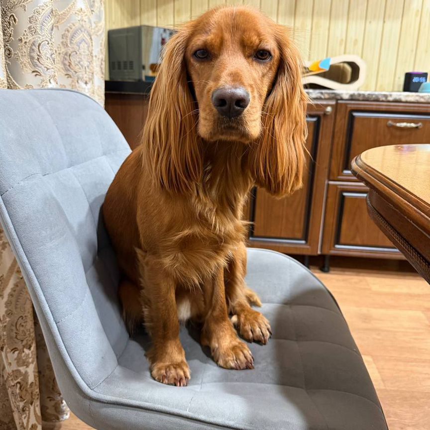 Английский кокер-спаниель, взрослый пёс