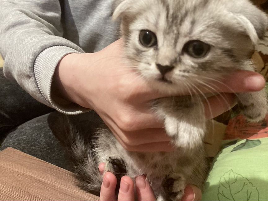 Шотландская вислоухая