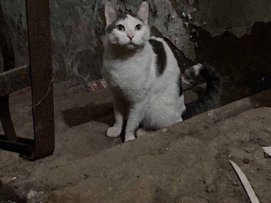 Котики бесплатно