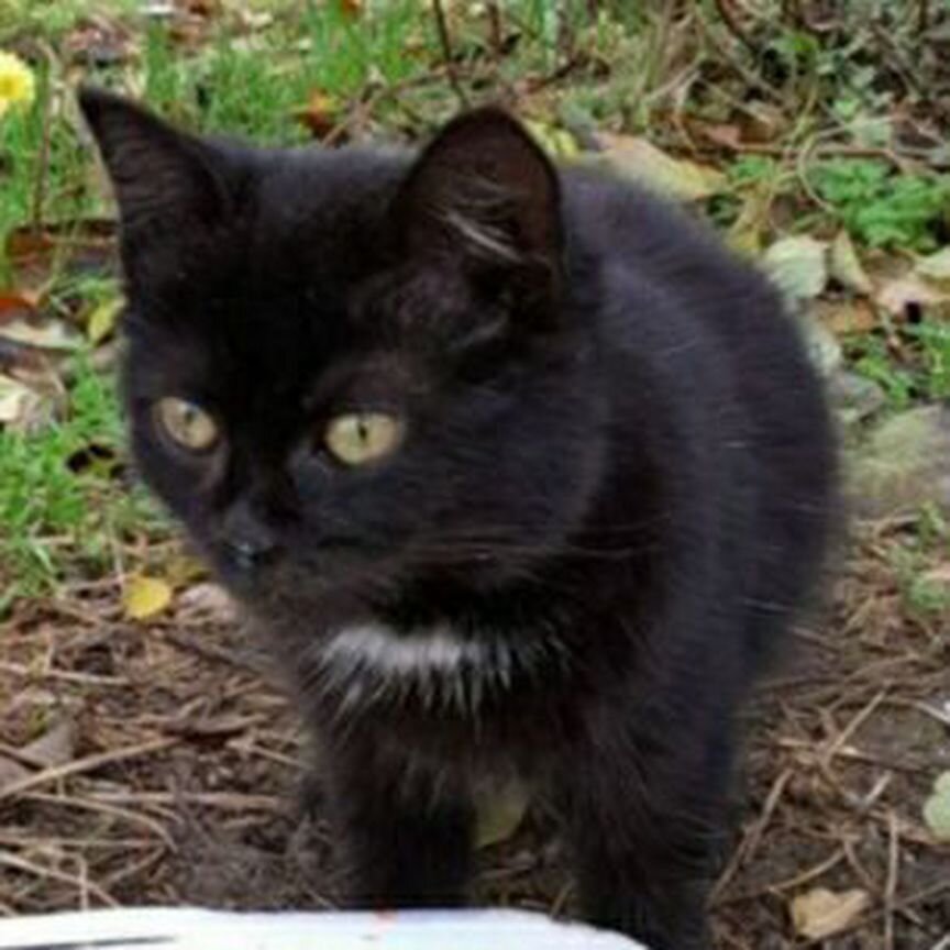Котёнок Ариша