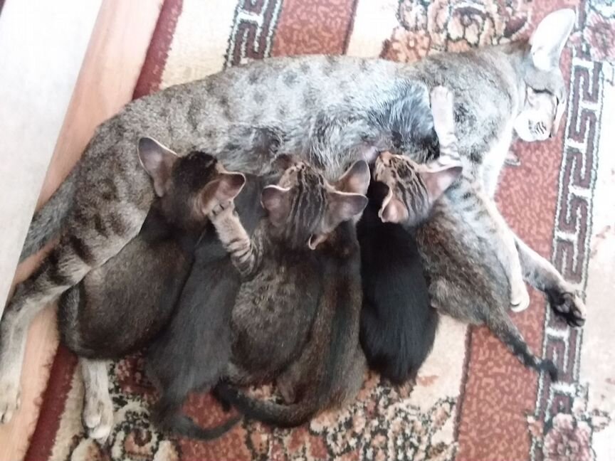 Ориентальные котята