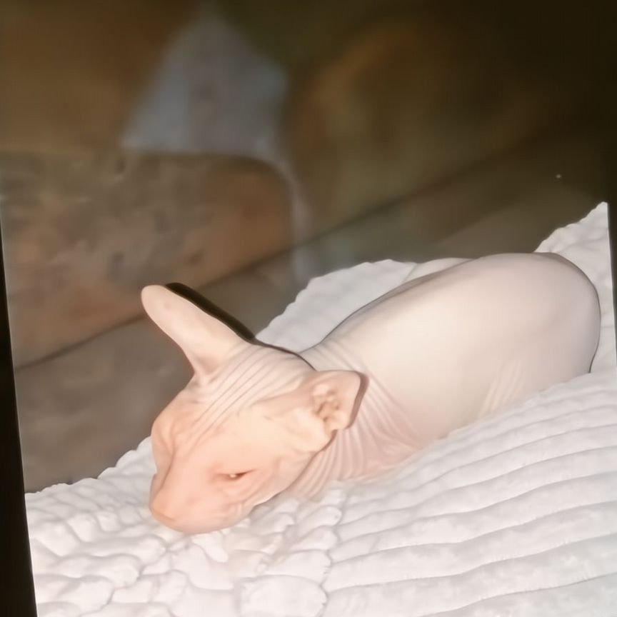 Донской сфинкс, взрослый кот