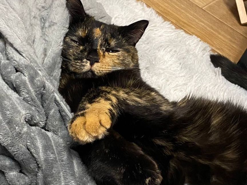 Кошки