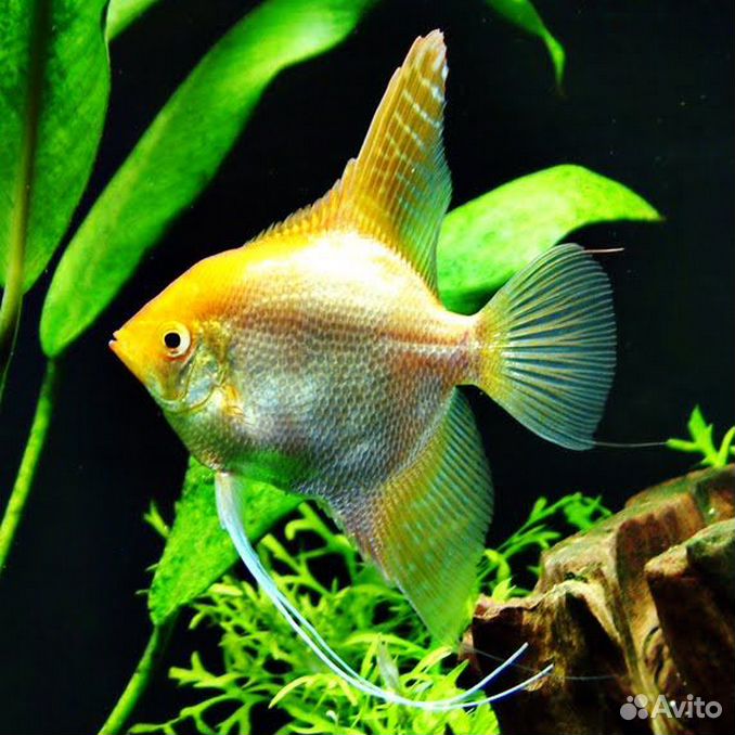 Скалярия золотой жемчуг (Pterophyllum scalare var