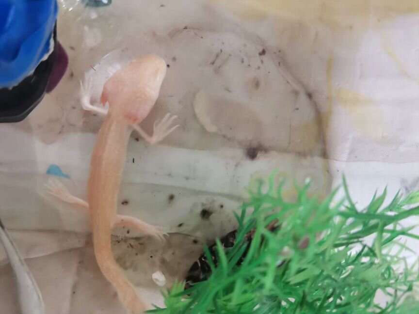 Аскалотоль