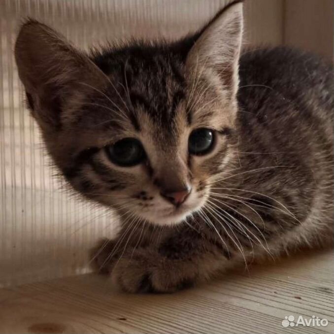 Шпротик в дар