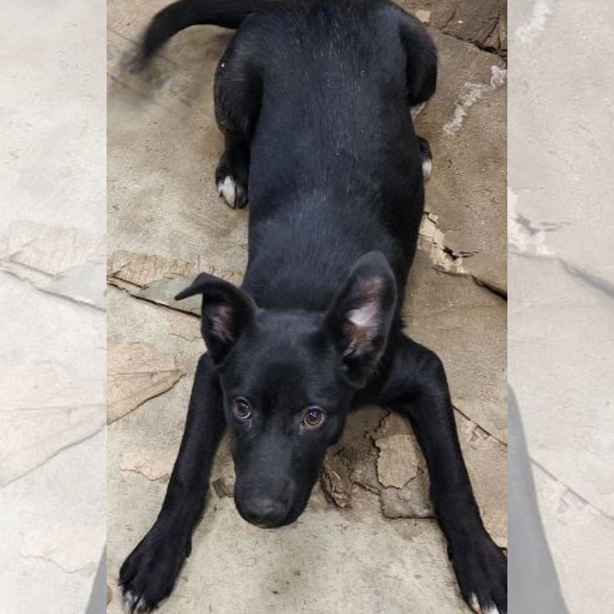 Щенок в добрые руки