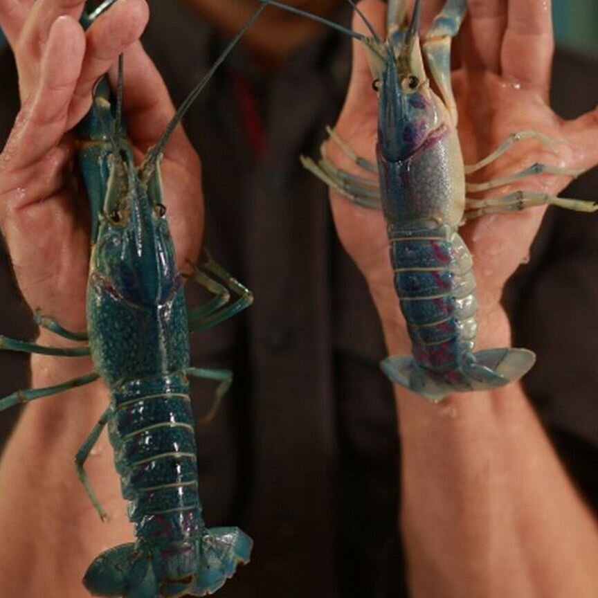 Австралийский красноклешневый рак