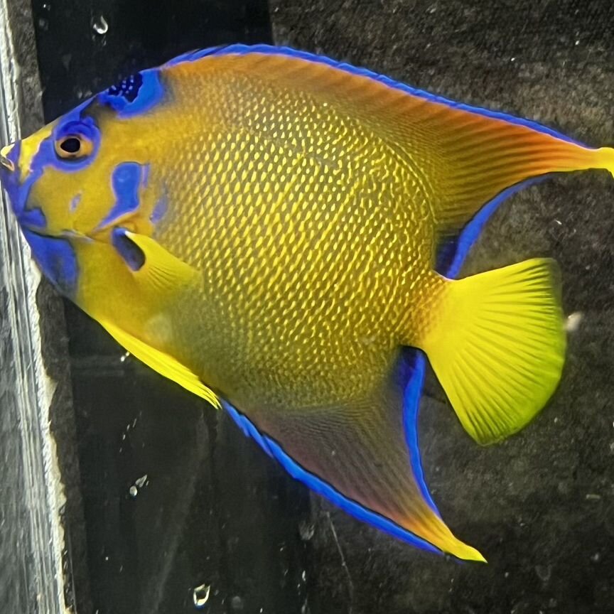 Ангел королевский карибский, морские рыбки