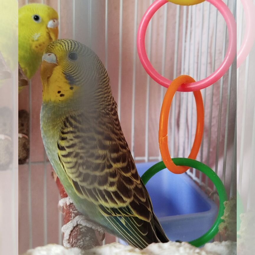 Волнистый попугай(получех)