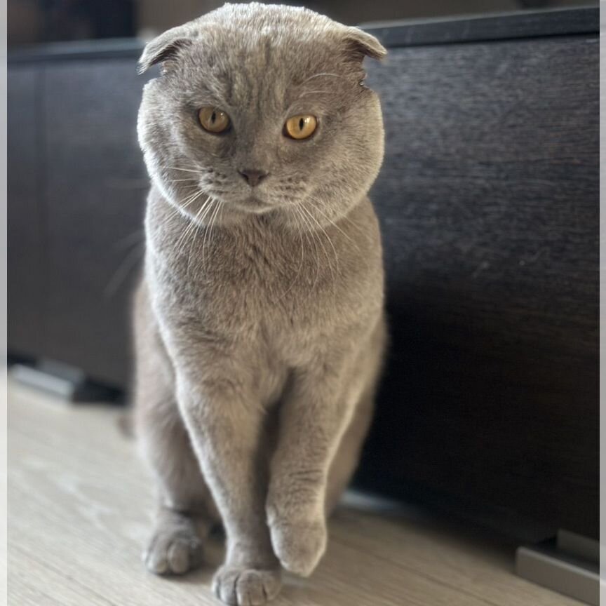 Британский короткошёрстный кот, вязка