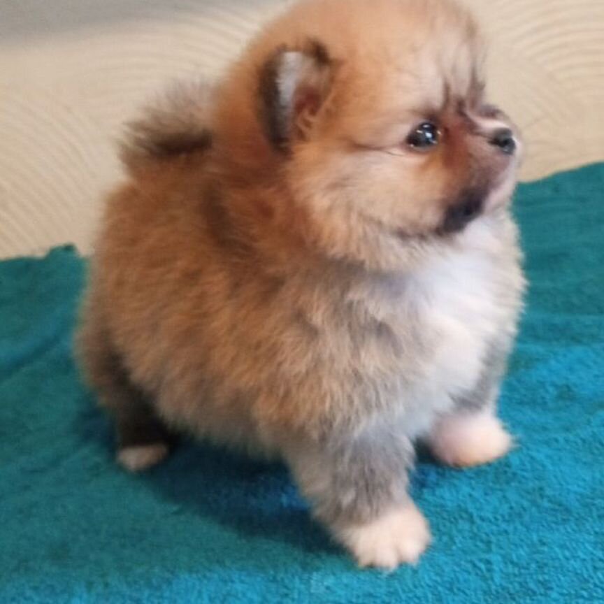 Шпиц миниатюра