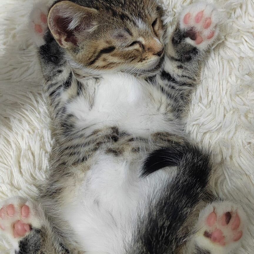Котенок мальчик 2 месяца