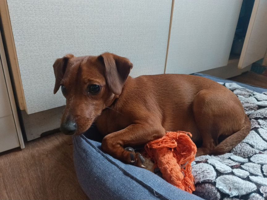 Цвергпинчер девочка карликовый пинчер