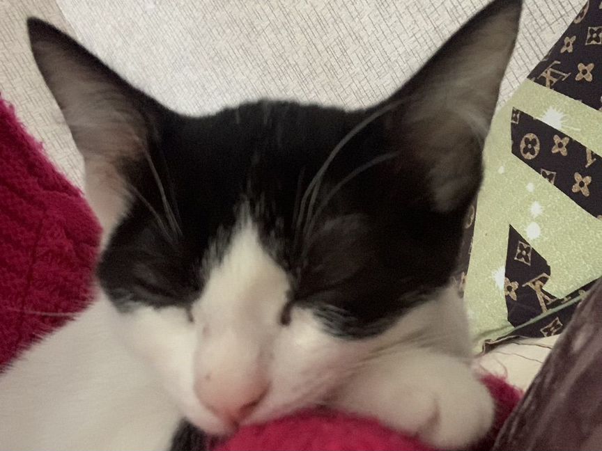 Кошка сфинкс