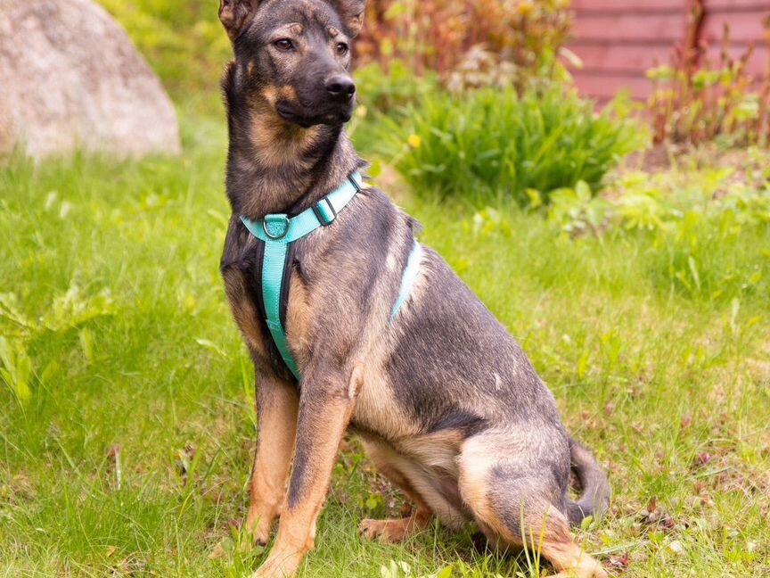 Крошка Джуля в поисках хозяев