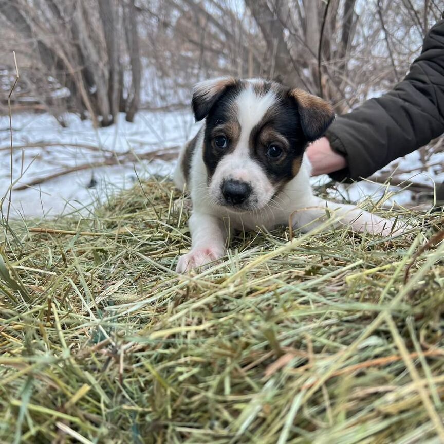 Щенки на улице