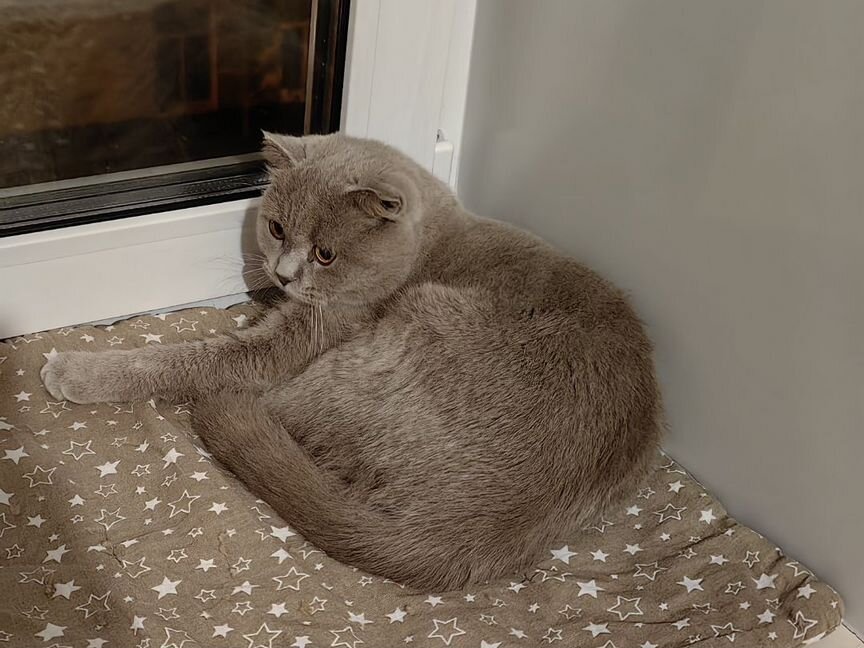 Кошка