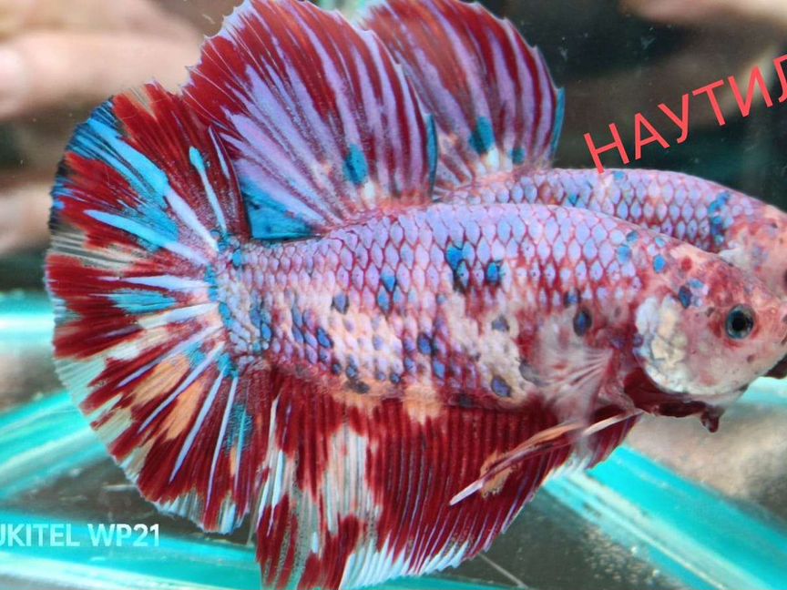 Рыбка петушок породы плакаты, гиганты