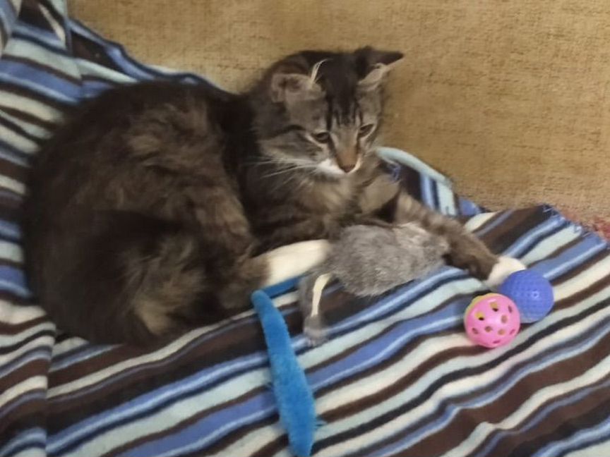Котонок-сибирячок в добрые руки