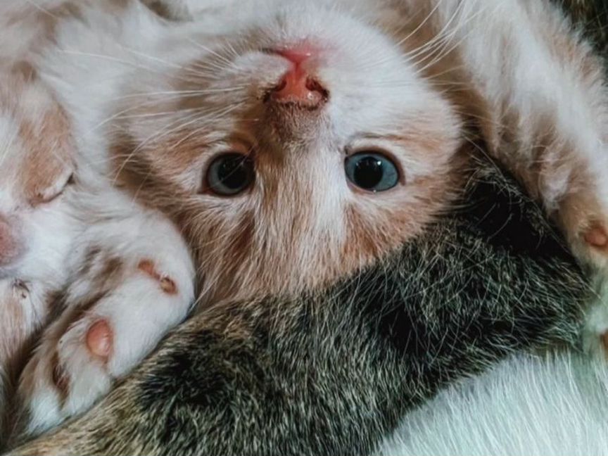 Котята в добрые руки