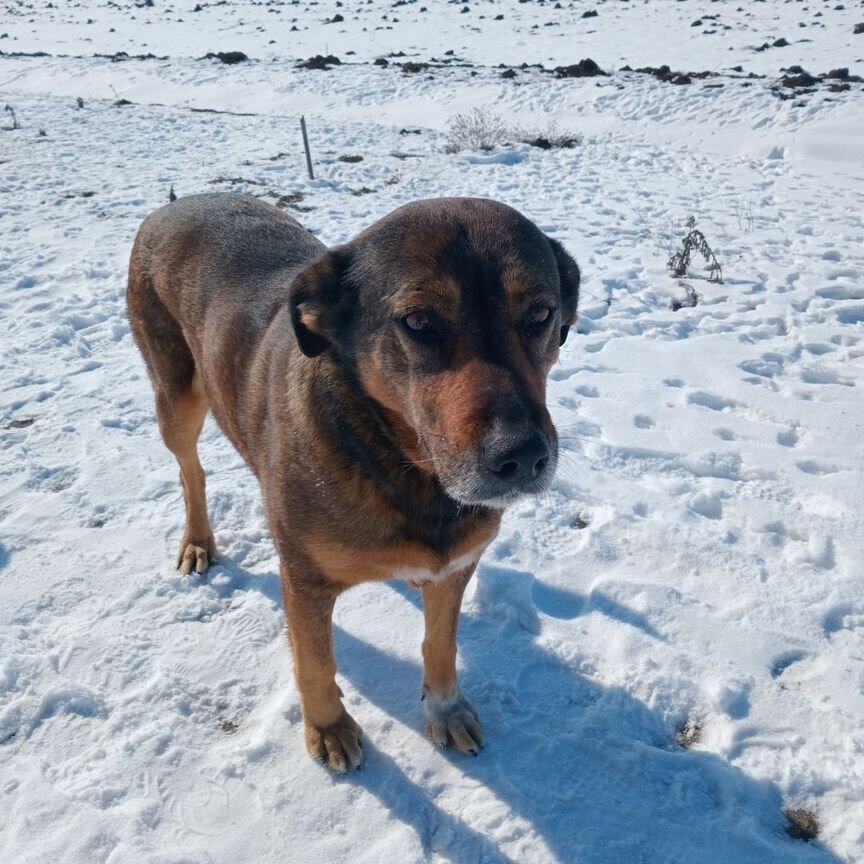 Жить, или не жить