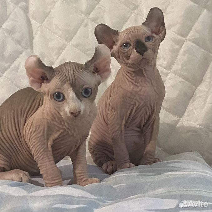 Кошечки эльф котята сфинкс котенок