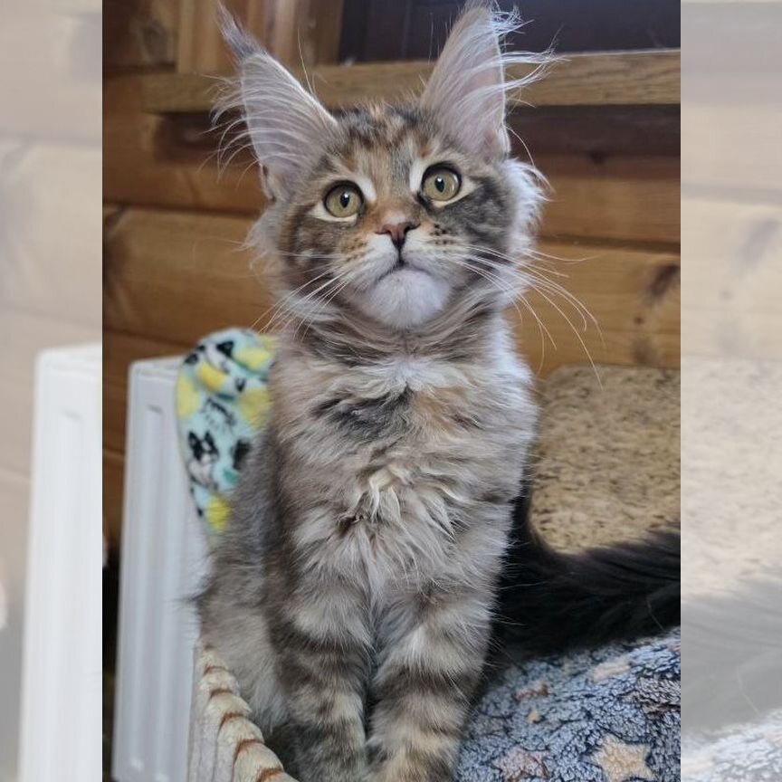 Мейн-кун котёнок