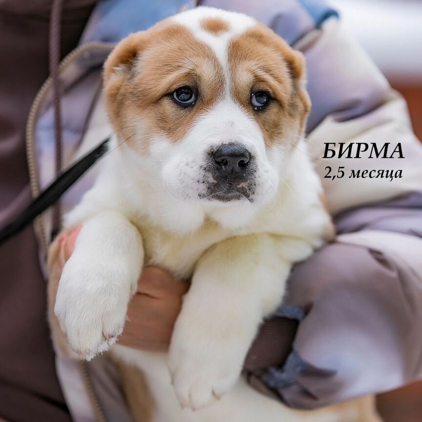 Девочка Бирма