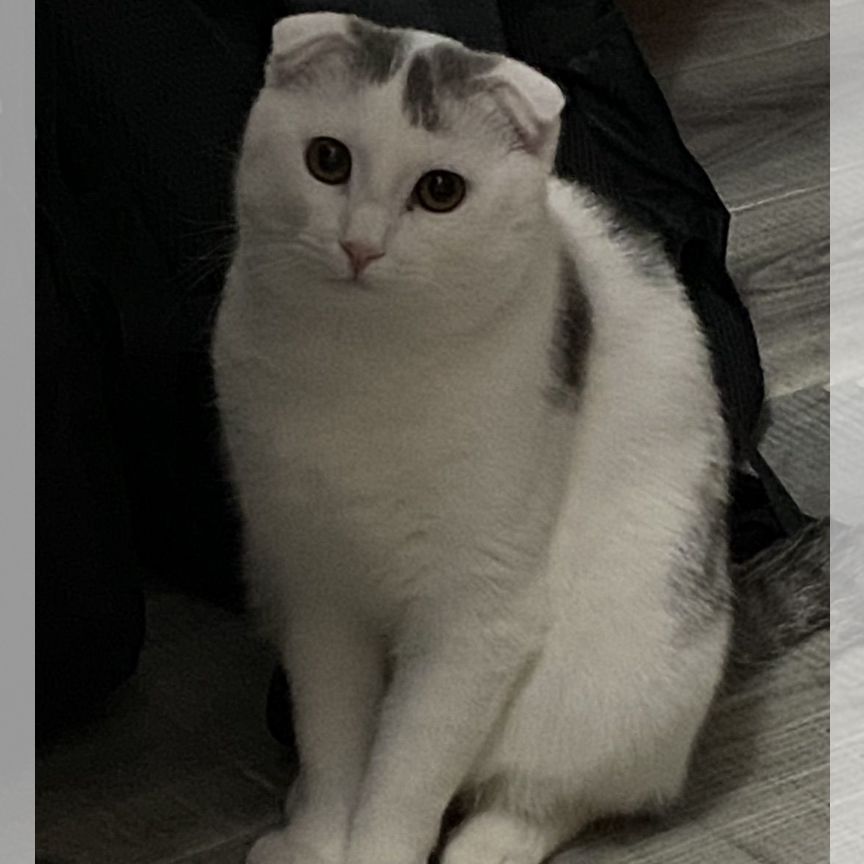 Шотландский вислоухий короткошёрстный, взрослый кот