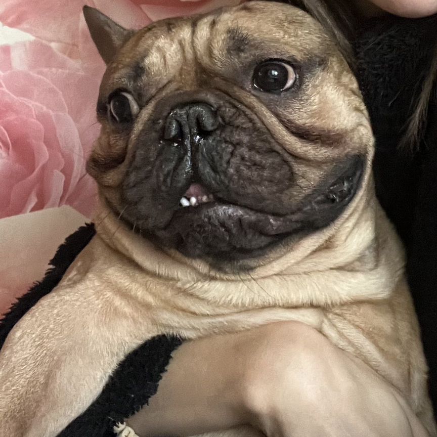 Случка собаки франзуцский бульдог