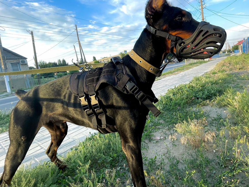 Доберман в добрые руки