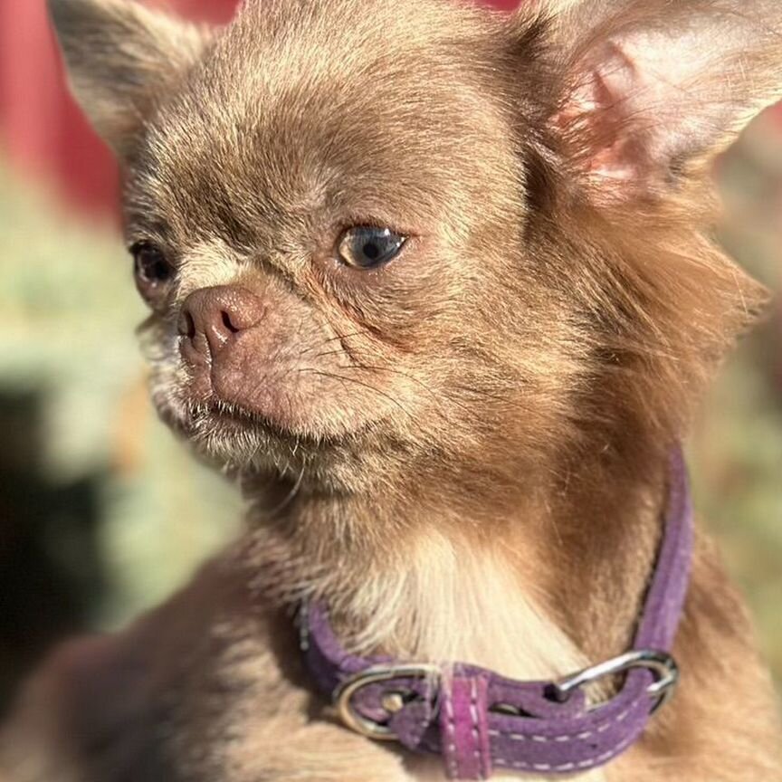 Лиловый домовенок