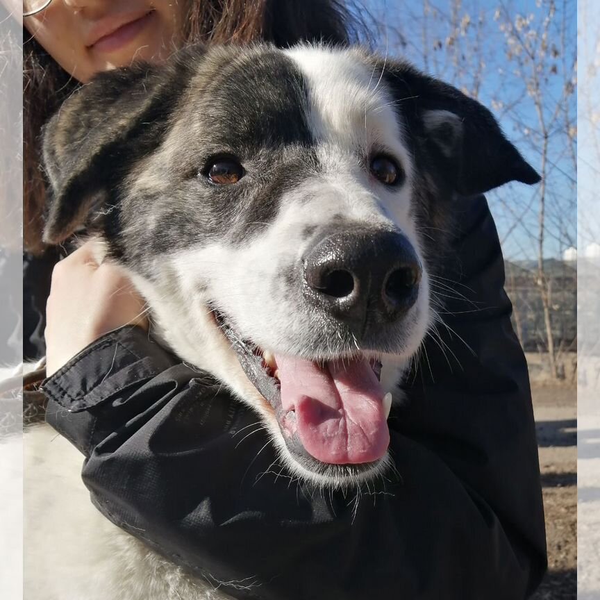 Нереальный Поттер в Добрые руки