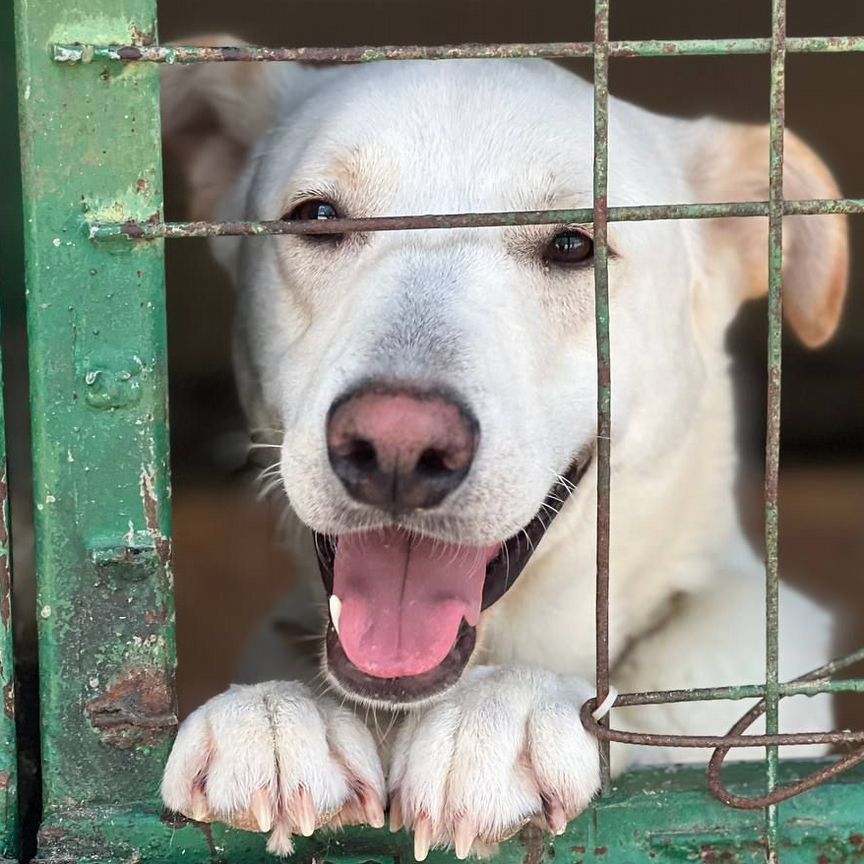 Собака в добрые руки, дар. Метис