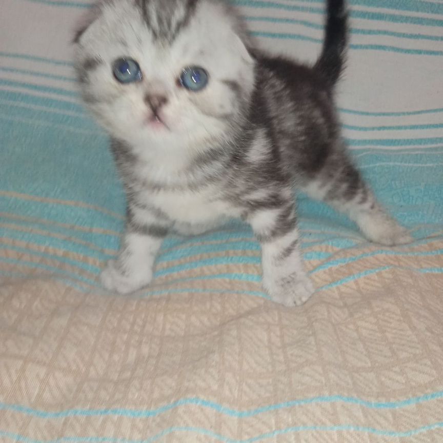 Шотландские котята
